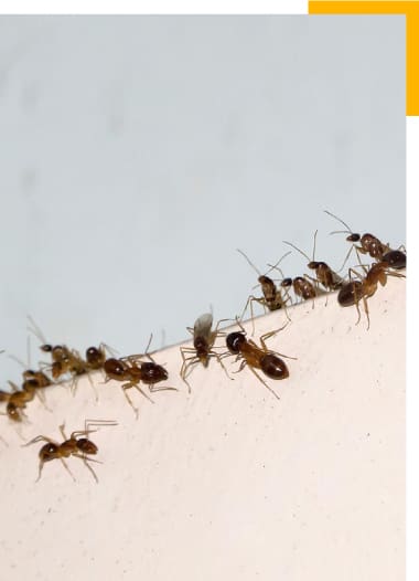 Pest Control Brisbane | 711 Cockroach, Ant & General Pest Control